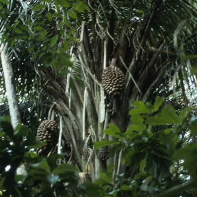 Attalea butyracea (Mutis ex L.f.) Wess.Boer | Colombian Plants made ...