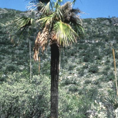 Brahea dulcis (Kunth) Mart. | Plants of the World Online | Kew Science