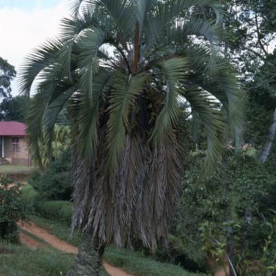 Butia (Becc.) Becc. | Plants of the World Online | Kew Science