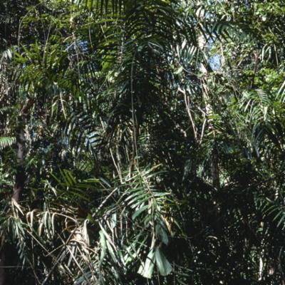 Calamus australis Mart. | Plants of the World Online | Kew Science