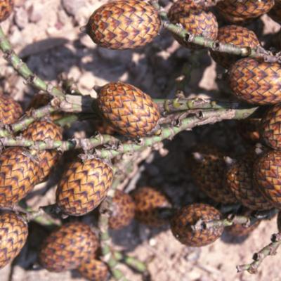 Calamus erectus Roxb. | Plants of the World Online | Kew Science