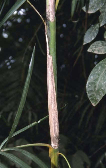 Calamus longipinna K.Schum. & Lauterb. | Plants of the World Online ...