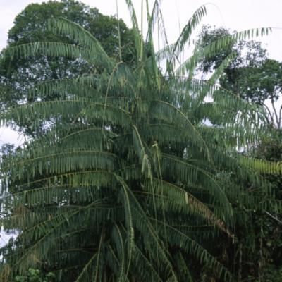 Calamus manan Miq. | Plants of the World Online | Kew Science