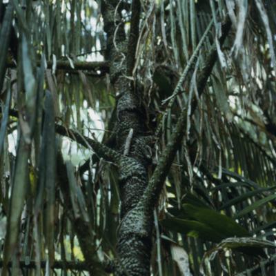 Calamus manan Miq. | Plants of the World Online | Kew Science