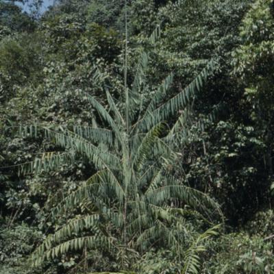 Calamus manan Miq. | Plants of the World Online | Kew Science