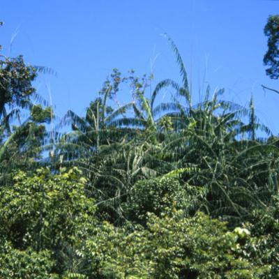 Calamus manan Miq. | Plants of the World Online | Kew Science