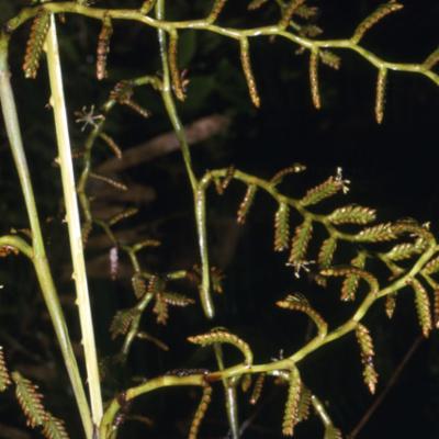 Calamus L. | Plants of the World Online | Kew Science