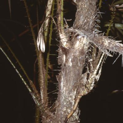 Calamus zollingeri subsp. merrillii (Becc.) A.J.Hend. | Plants of the ...