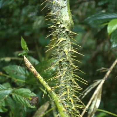 Calamus inermis T.Anderson | Plants of the World Online | Kew Science