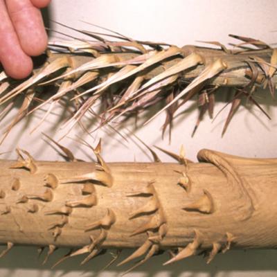 Calamus inermis T.Anderson | Plants of the World Online | Kew Science