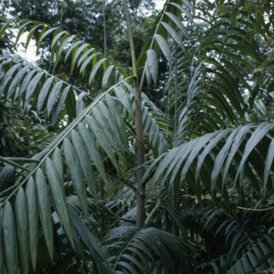 Calamus moseleyanus Becc. | Plants of the World Online | Kew Science