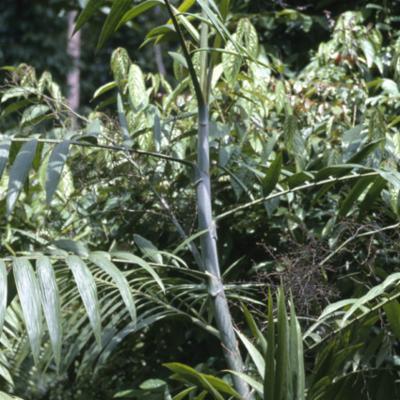 Calamus moseleyanus Becc. | Plants of the World Online | Kew Science