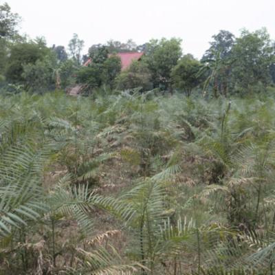 Calamus tenuis Roxb. | Plants of the World Online | Kew Science