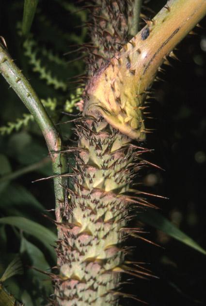 Calamus inermis T.Anderson | Plants of the World Online | Kew Science