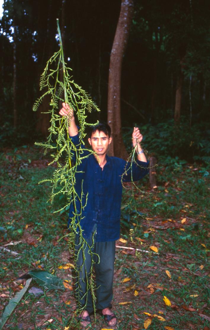 Calamus inermis T.Anderson | Plants of the World Online | Kew Science