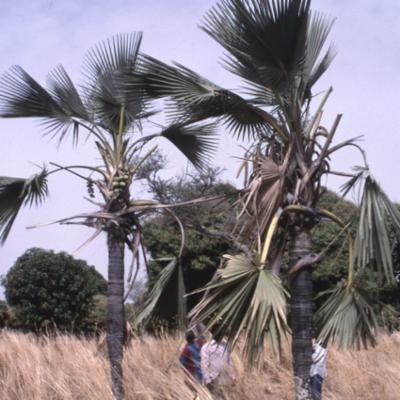 Borassus L. | Plants of the World Online | Kew Science