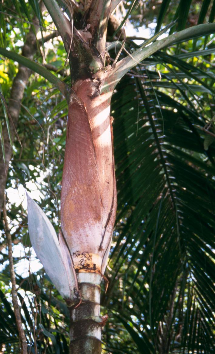 Cyphophoenix alba (H.E.Moore) Pintaud & W.J.Baker | Plants of the World ...