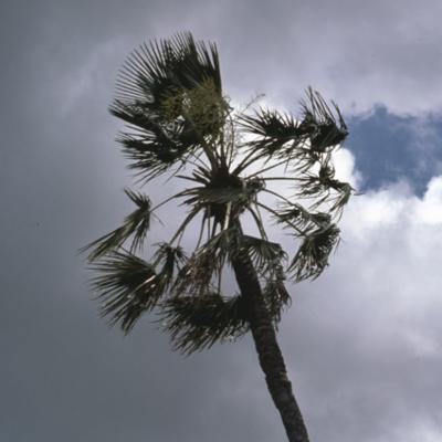 Copernicia prunifera (Mill.) H.E.Moore | Plants of the World Online ...