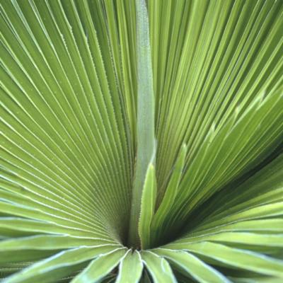 Copernicia rigida Britton & P.Wilson | Plants of the World Online | Kew ...