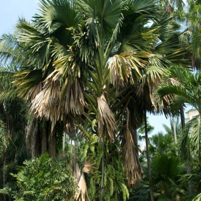 Corypha umbraculifera L. | Plants of the World Online | Kew Science