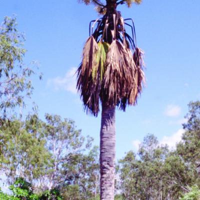 Corypha utan Lam. | Plants of the World Online | Kew Science