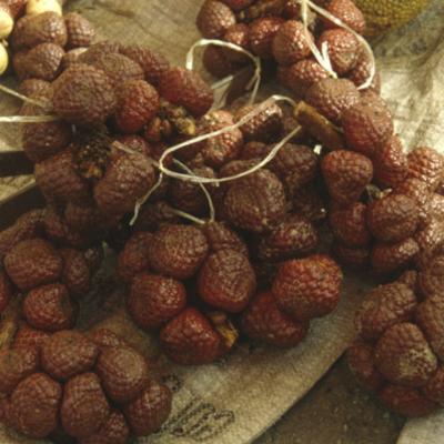 Eleiodoxa (Becc.) Burret | Plants of the World Online | Kew Science