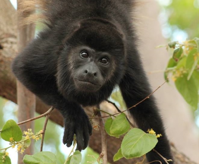 Monkey rehabilitation enclosure by Lisa Toskovski - Pozible