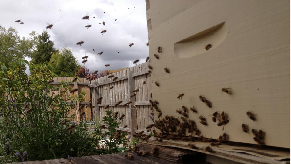 Bringing back the bees by Benedict Hughes - Pozible