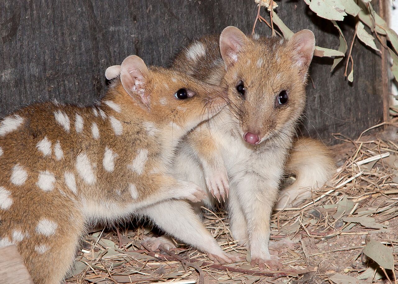 Quoll in the hand, worth 2 in bush by Mt Rothwell Landcare Volunteers ...