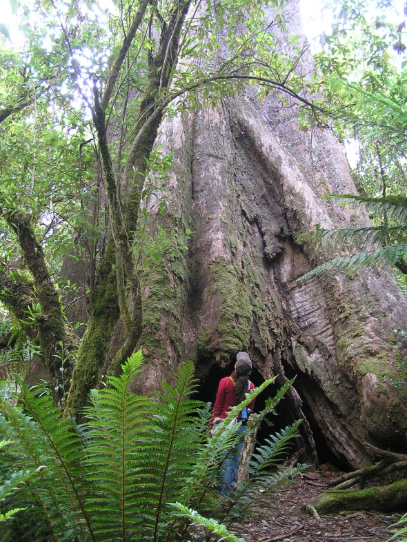 Help protect Tasmania's Blue Tier by lesley nicklason - Pozible