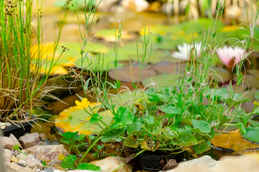 How to drain a pond | Landscaping | National Tool Hire