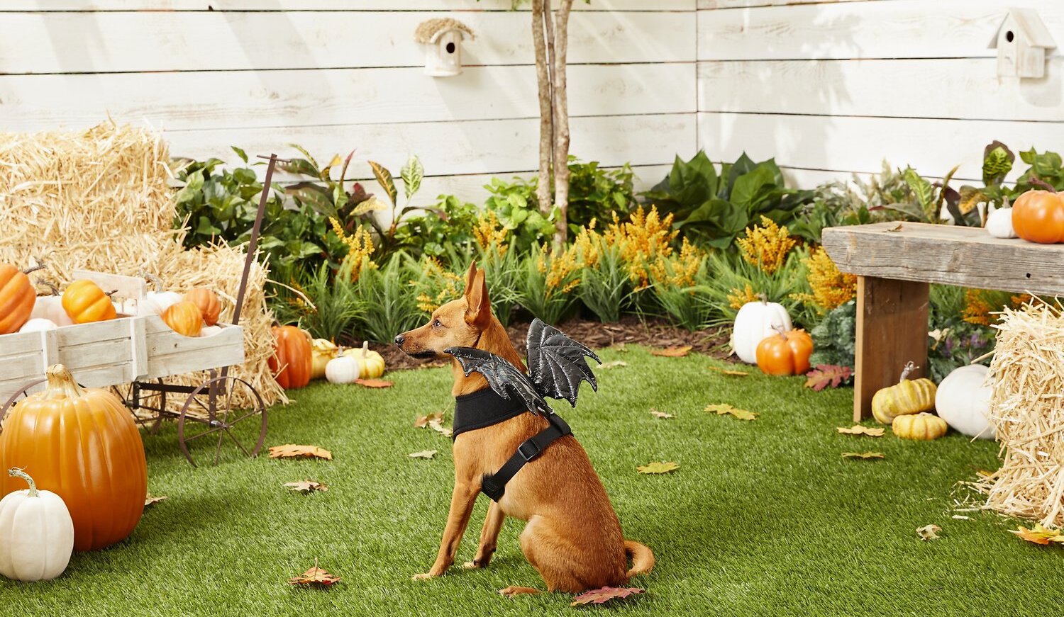 The 12 Best Viral Halloween Dog Costumes of 2020