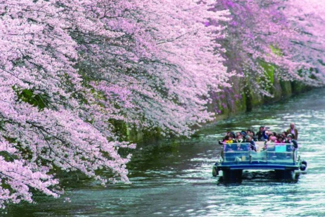 [Tokyo] Book Meguro River Cherry Blossom Hanami Cruise 2025 Tickets in ...