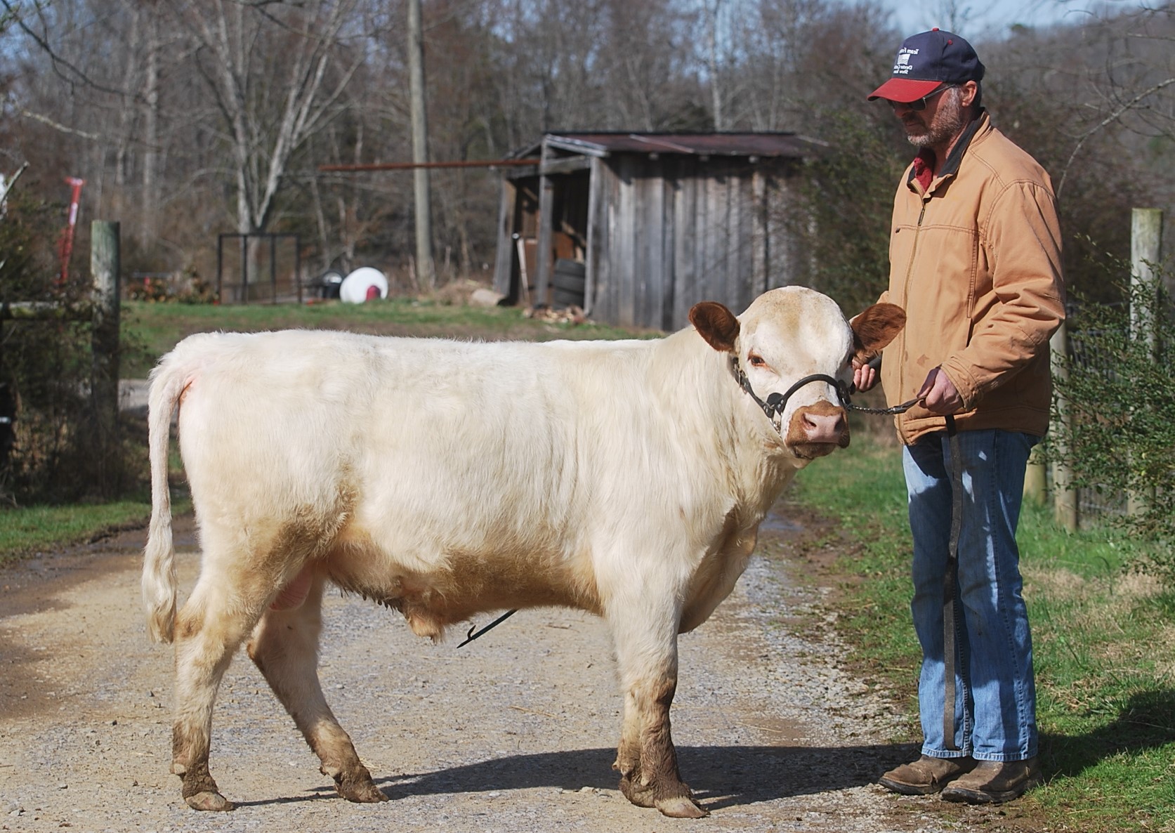Miniature Dexter Cattle