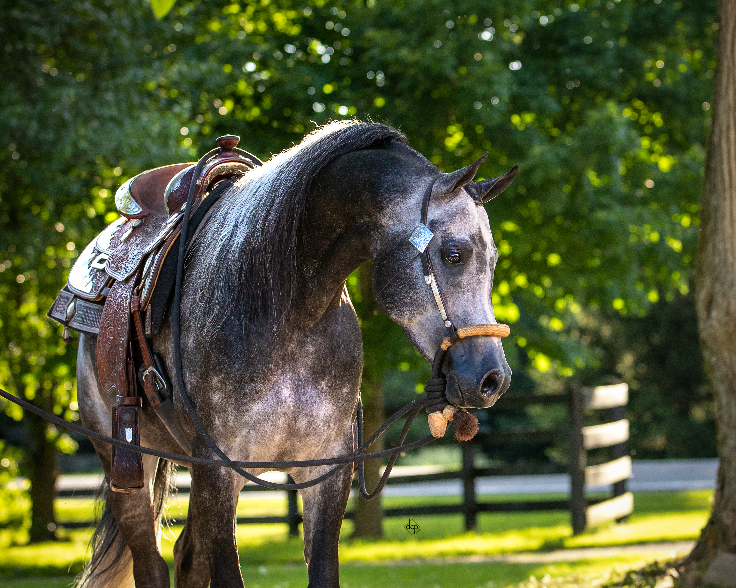 Home [cottonperformancehorses.com]