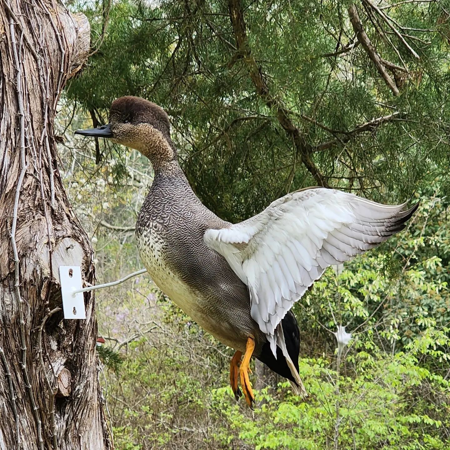 Gadwall Duck Mounts