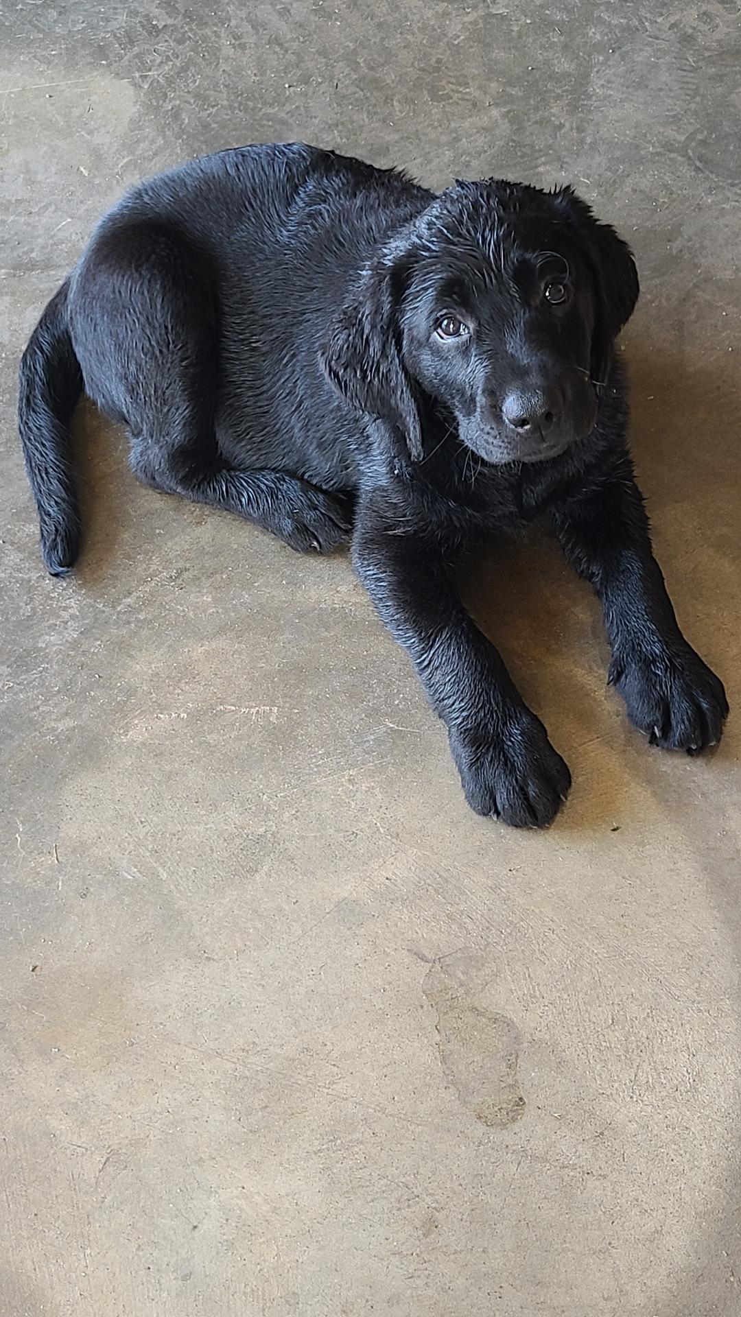 Available Puppies and Adults