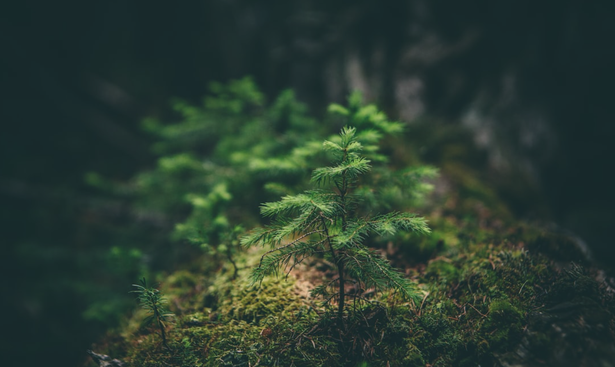 issow | 植物の力で人と自然の健やかな未来をつくる