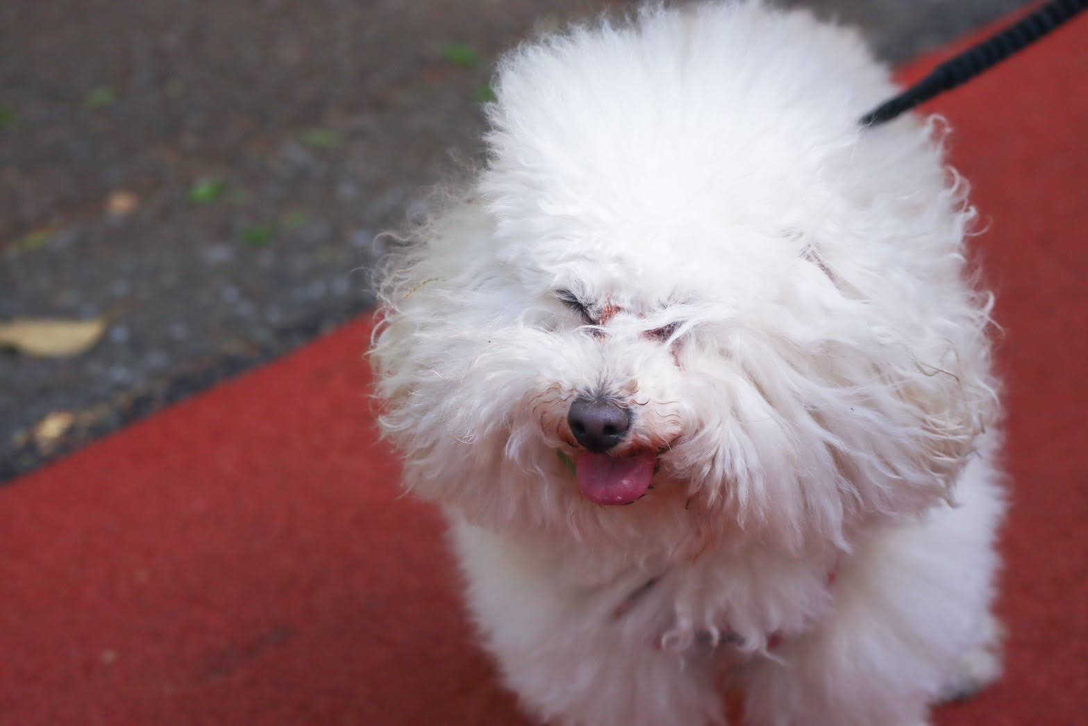 AUN for DOGS ホーム