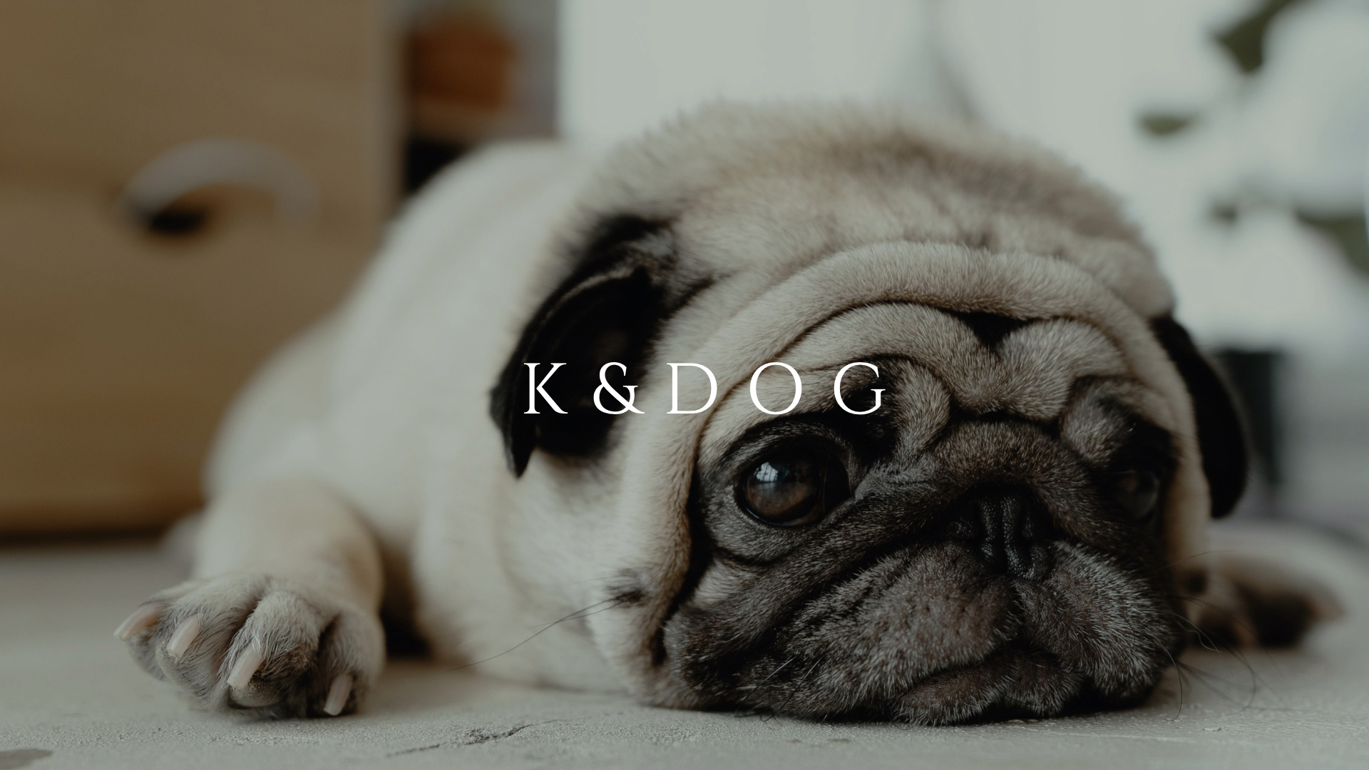 K&DOG Inc.