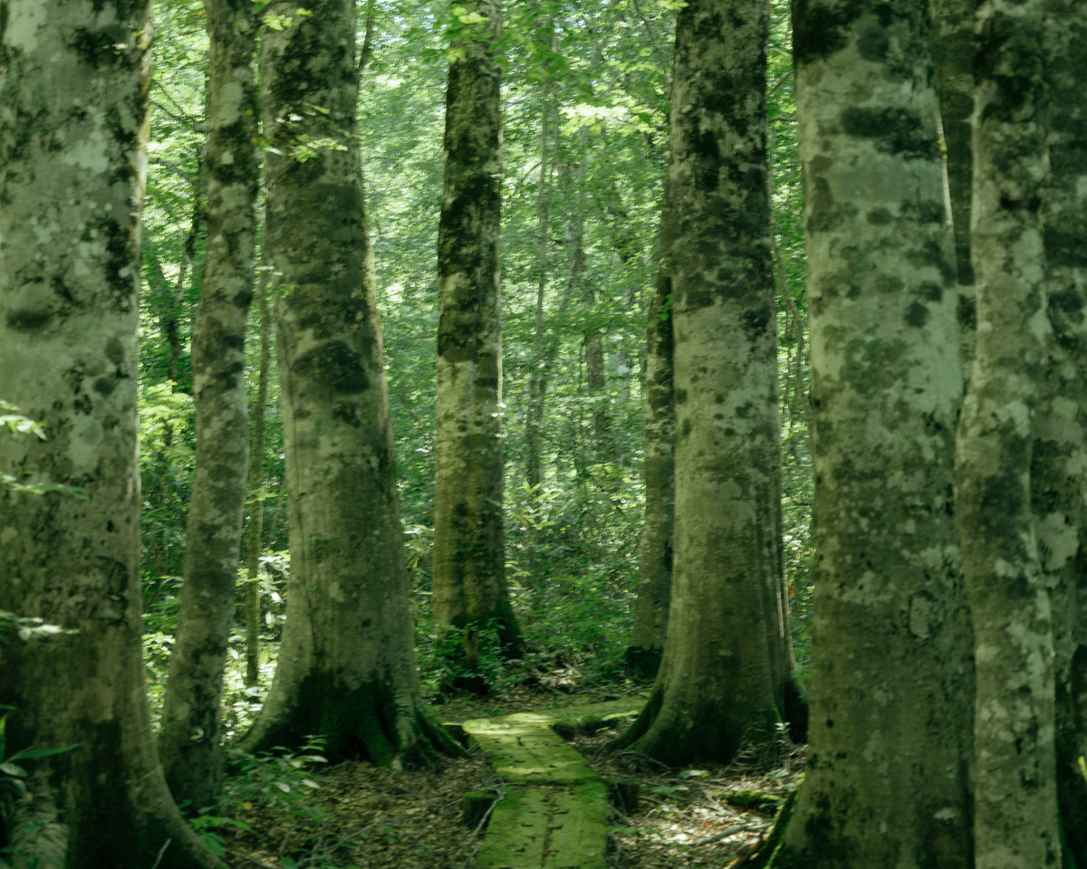 Portfolio – Satoru Hoshino