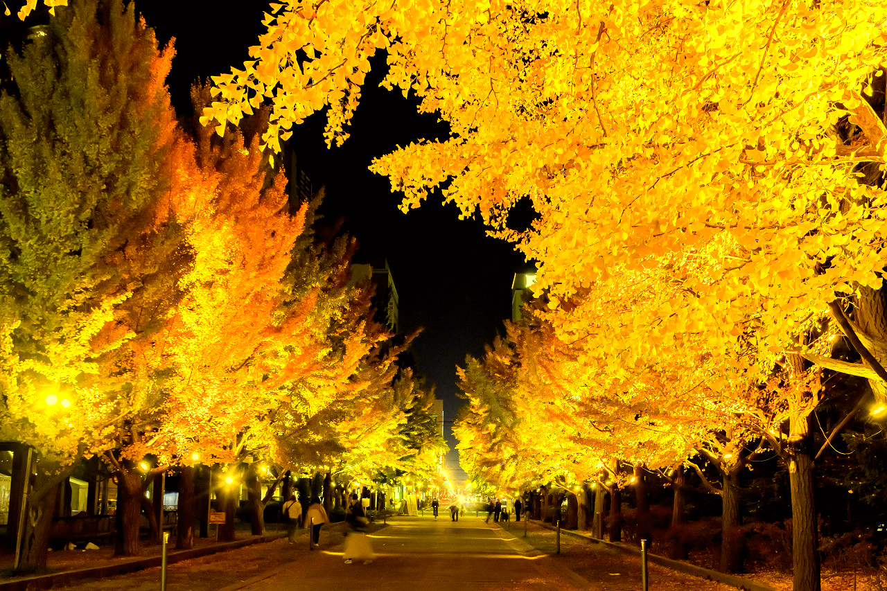 SAPPORO AUTUMN ILLUMINATIONS｜中島公園紅葉ライトアップ