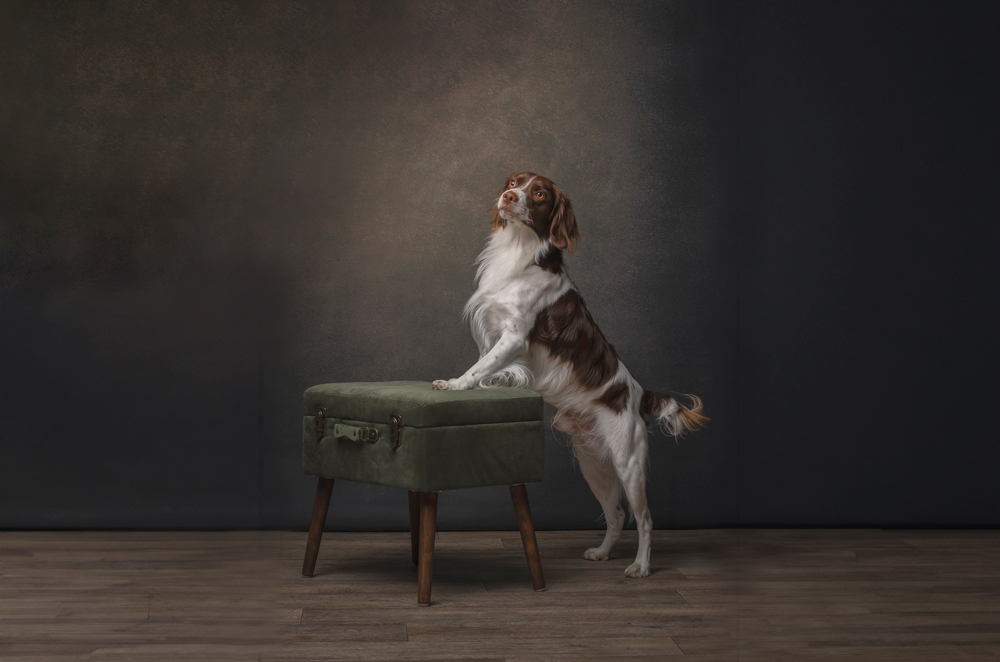 Dog Legacy | ドッグフォト出張撮影
