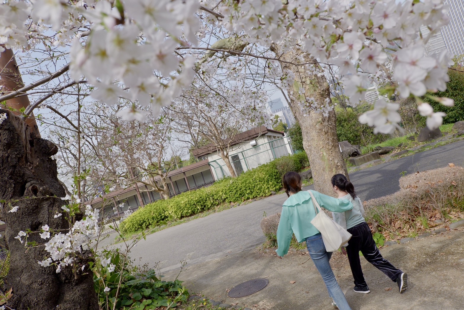 ライバー事務所 Elf Studio