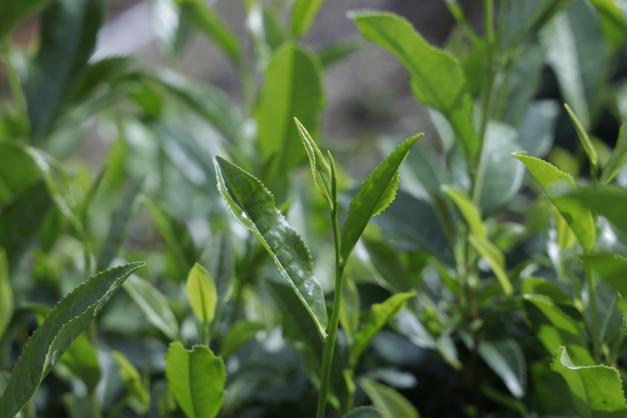 OCHA Owner｜お茶のある1年間