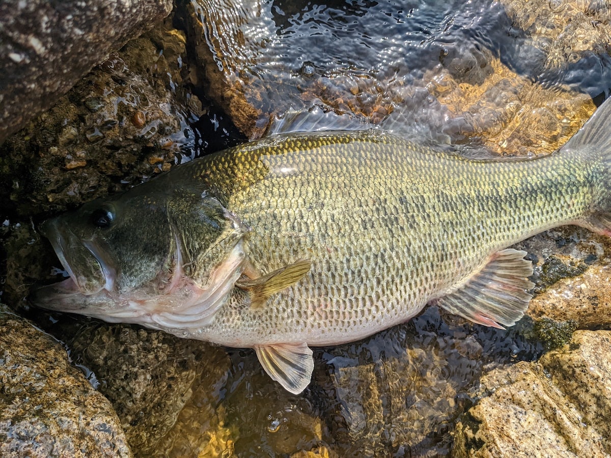 Lake Biwa International Fishing Guide And Charter