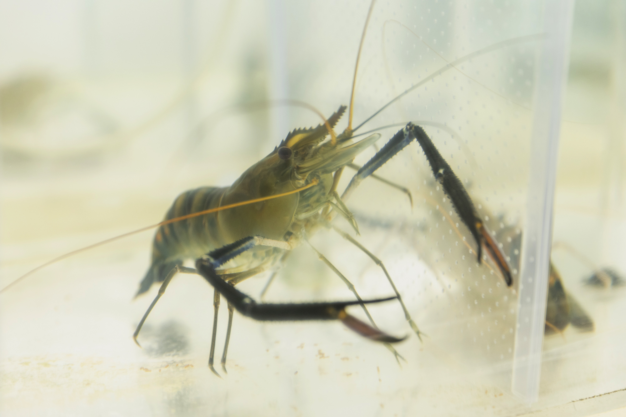 ShrimpTech JIRCAS株式会社｜コーポレートサイト