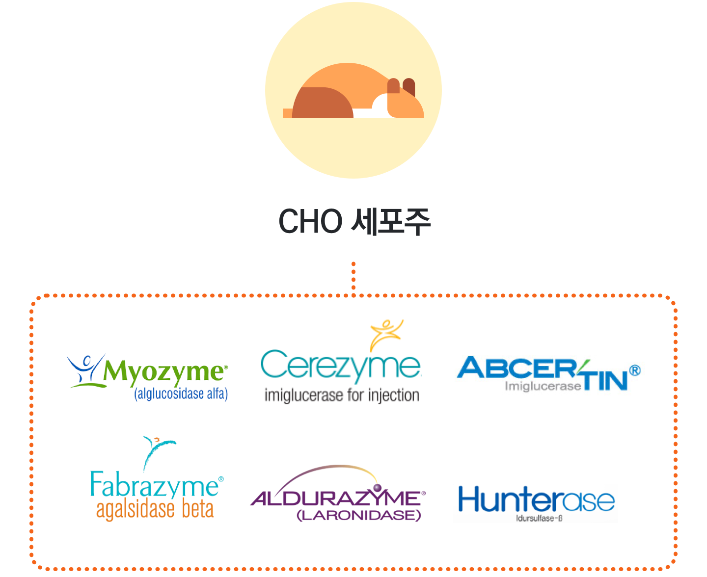 효소대체요법의 효소는 어디에서 유래하나요? | 희귀질환 - 레어노트