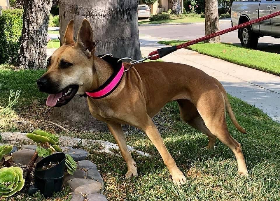 PINOLERO'S DIRTY RED