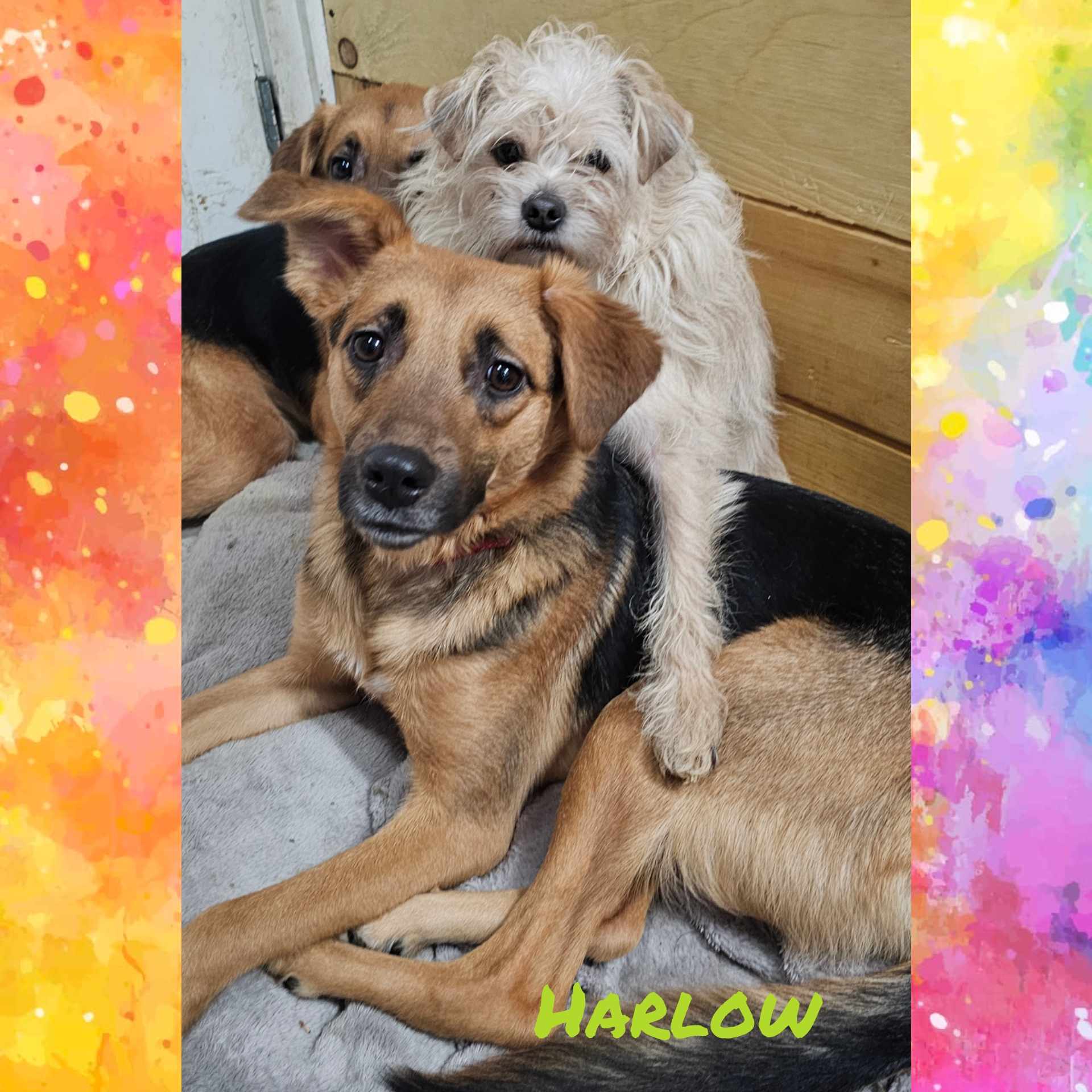Harlow